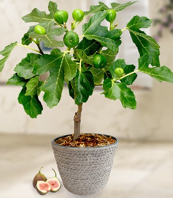 Fig Tree In A Sea Grass Basket | Plants in Germany