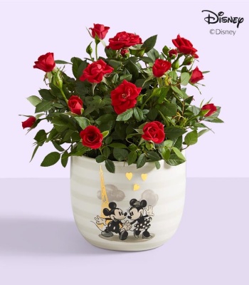 Mickey Mouse Rose Buy GAP Girls Pink Disney Mickey Mouse And Minnie